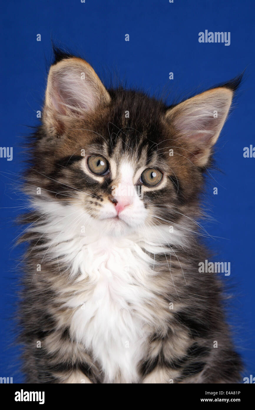 Maine Coon kitten Stock Photo - Alamy