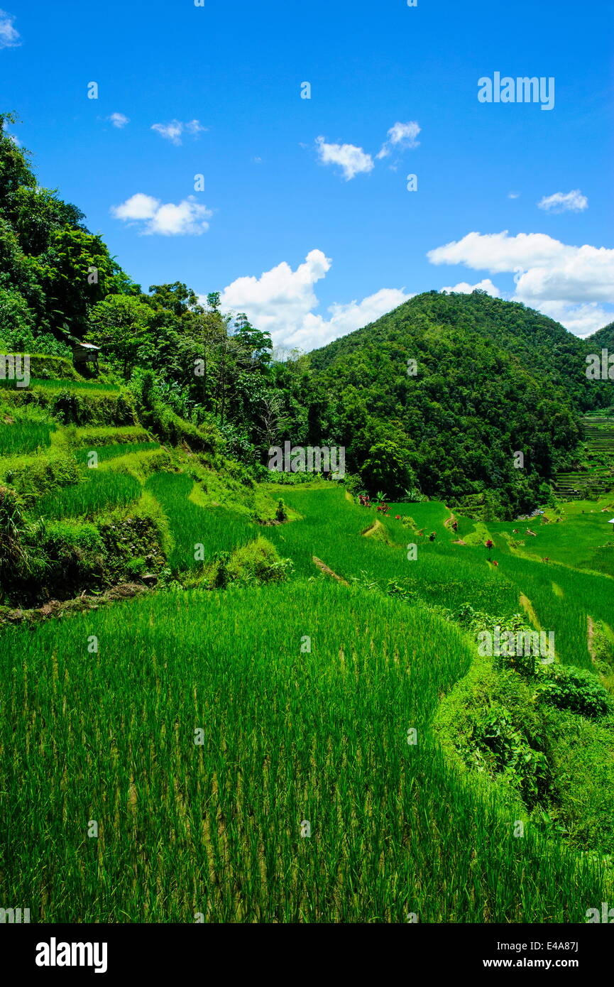 Bangaan in the rice terraces of Banaue, UNESCO World Heritage Site ...