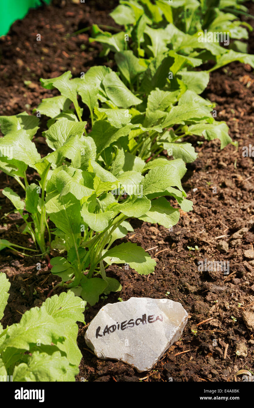 Red radish on vegetable patch Stock Photo - Alamy