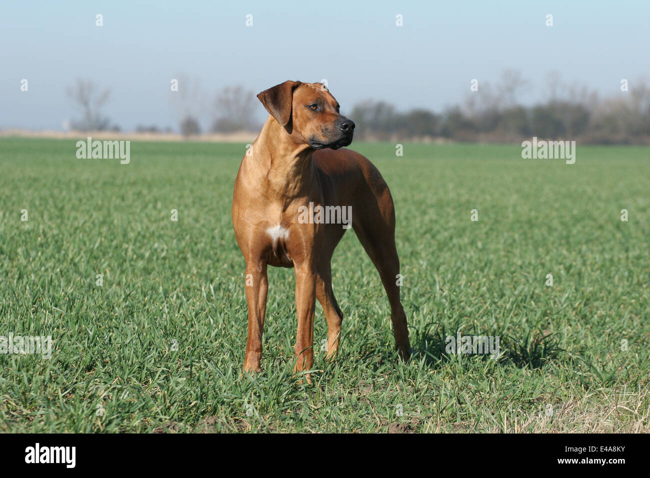 Rhodesian ridgebacks lion hi-res stock photography and images - Alamy