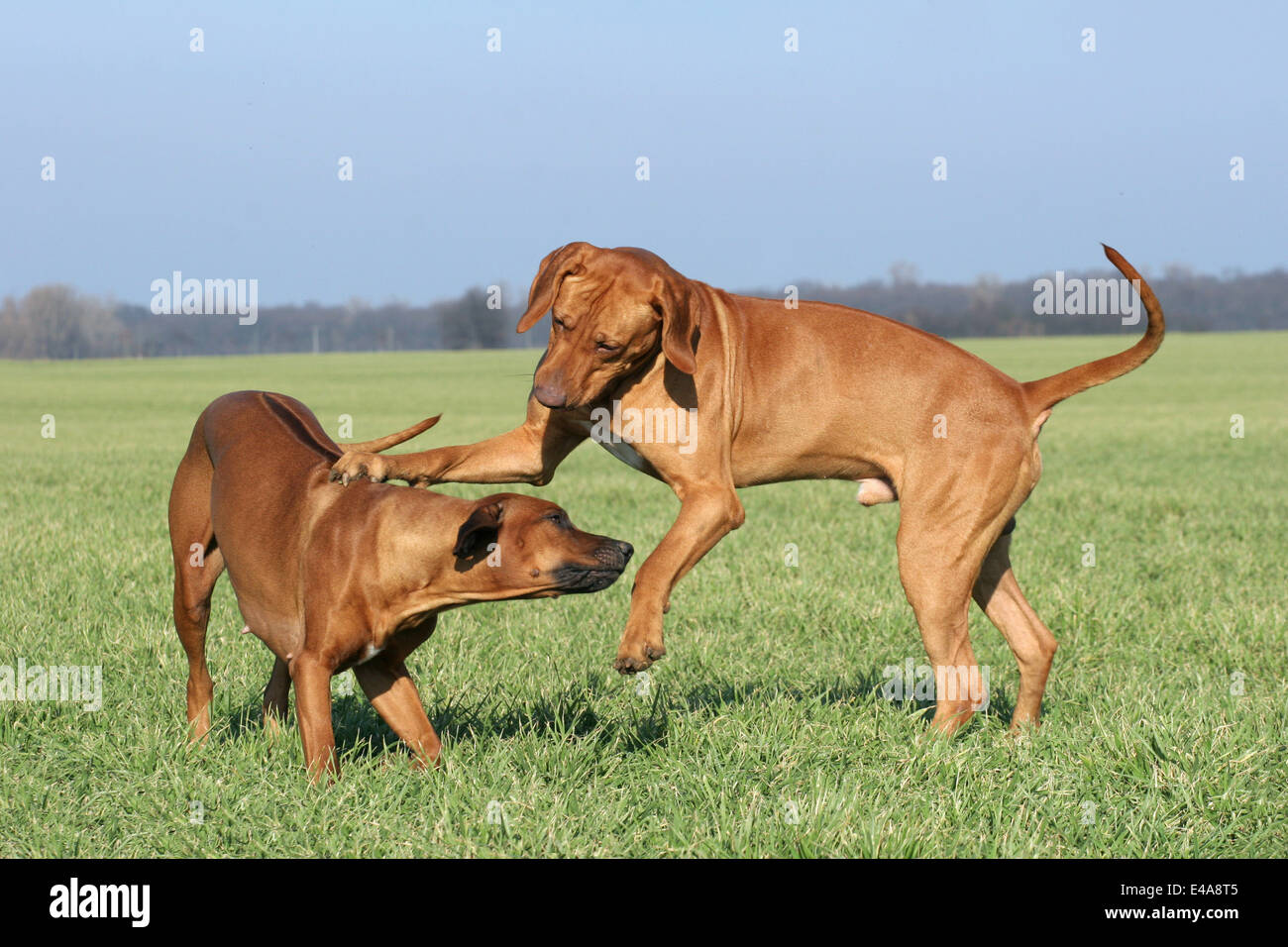 Ridgebacks hi-res stock photography and images - Alamy