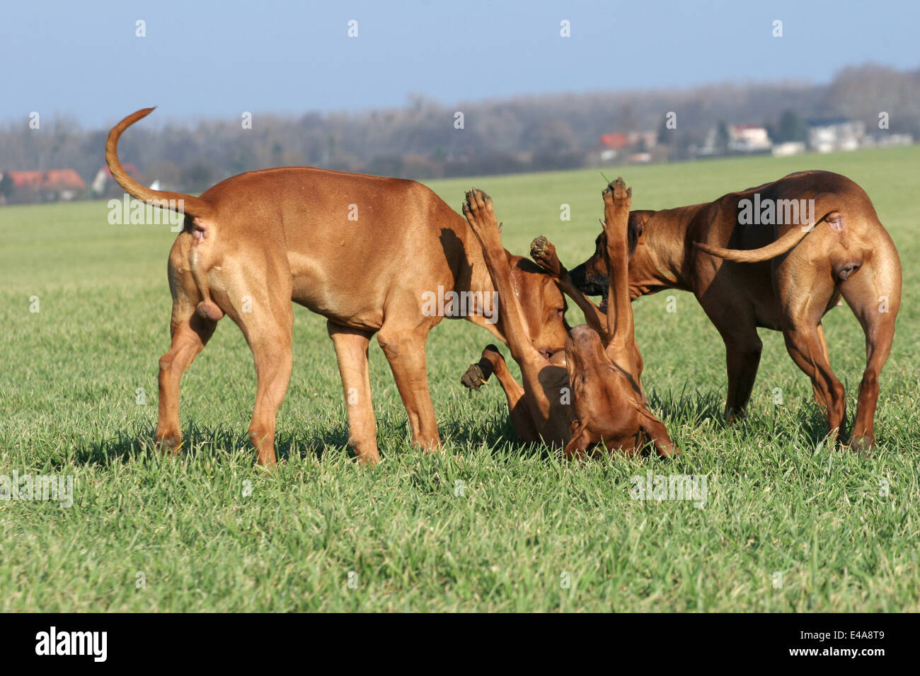Ridgebacks hi-res stock photography and images - Alamy