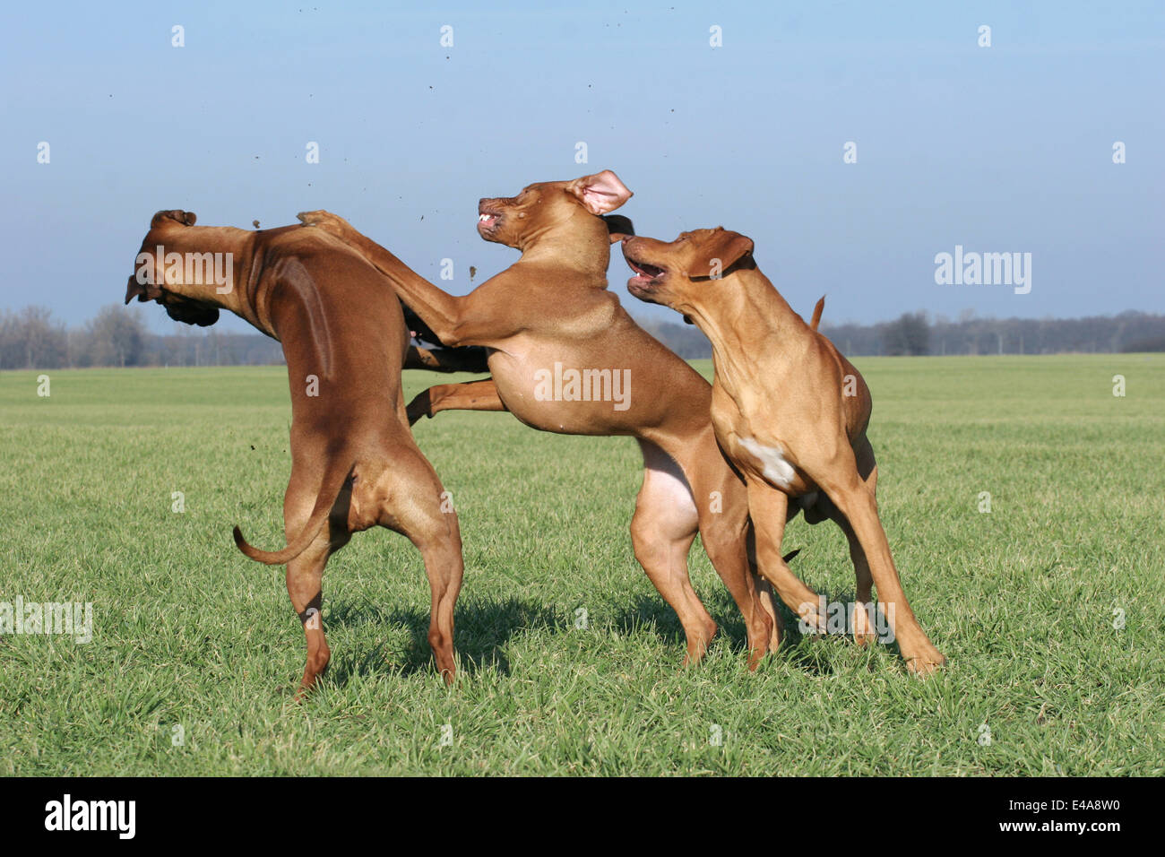 Ridgebacks hi-res stock photography and images - Alamy