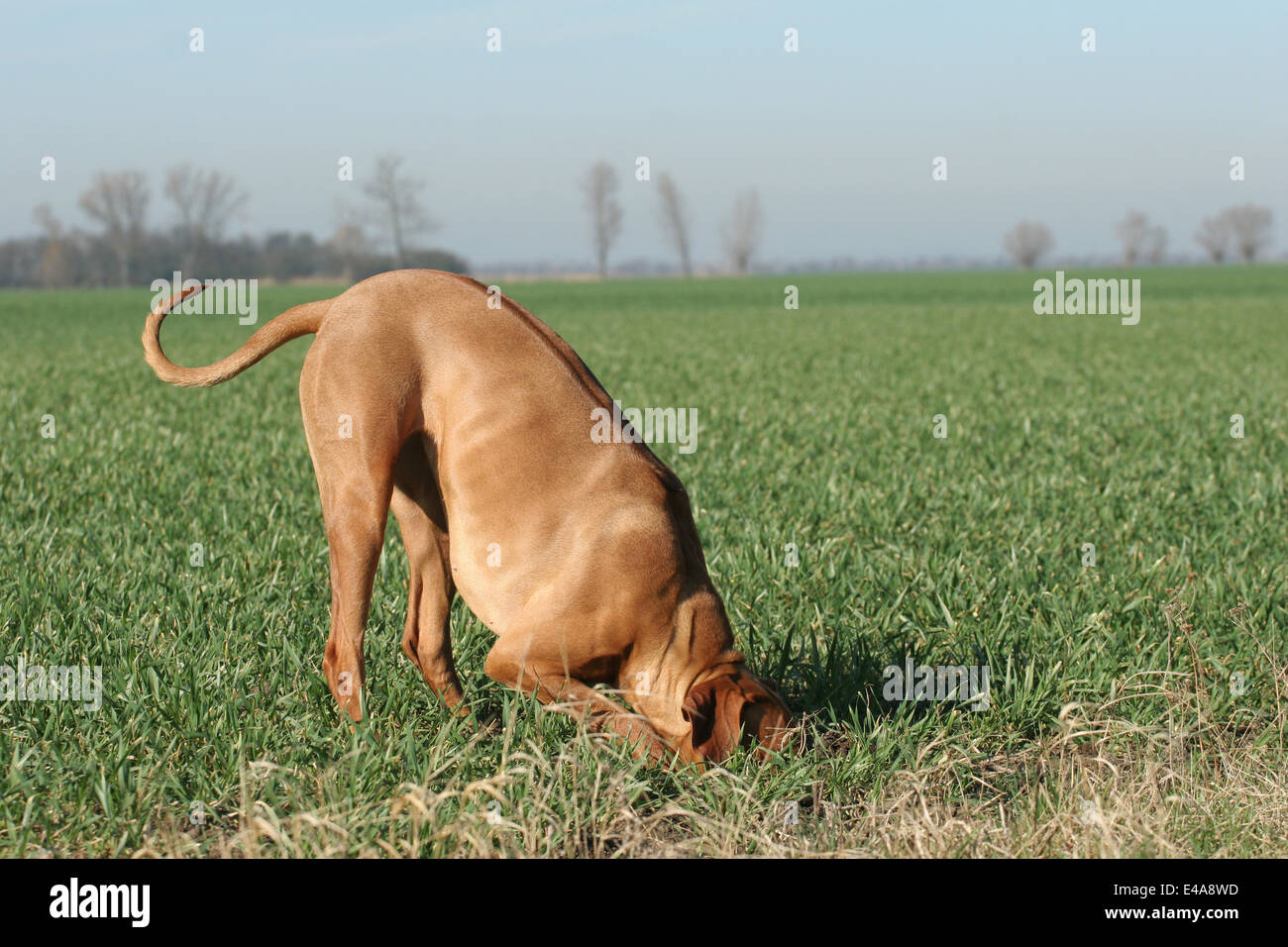 Rhodesian Ridgeback Livernose Stock Photo - Alamy