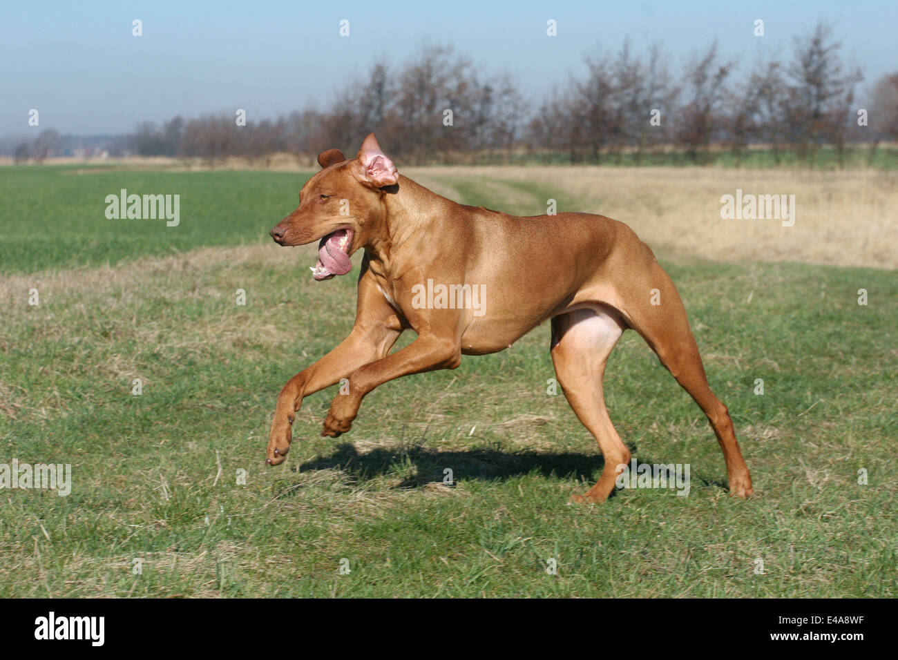 Rhodesian Ridgeback Livernose Stock Photo - Alamy