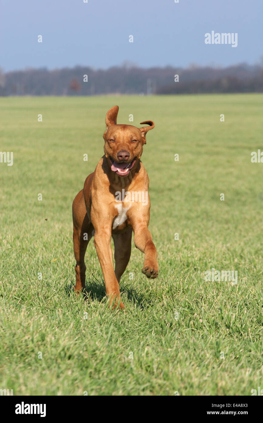 Rhodesian Ridgeback Livernose Stock Photo - Alamy