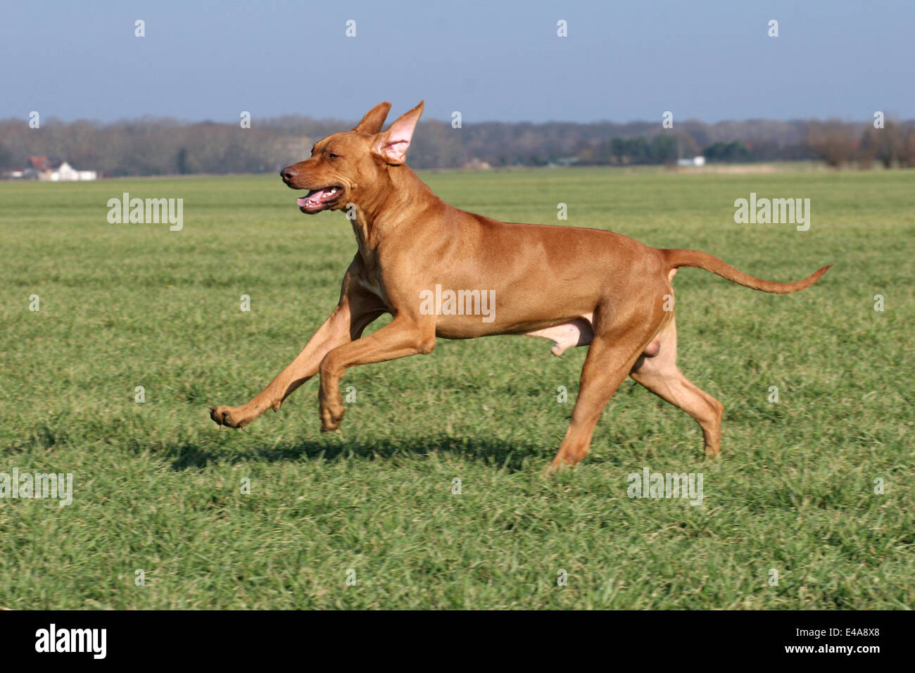 Rhodesian Ridgeback Livernose Stock Photo - Alamy