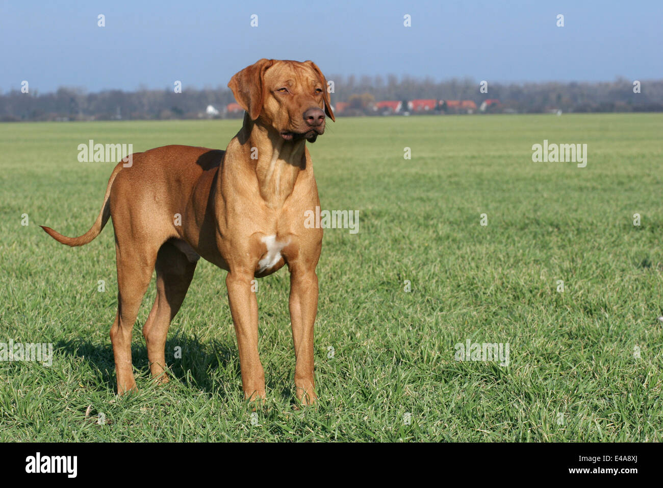 Rhodesian Ridgeback Livernose Stock Photo - Alamy