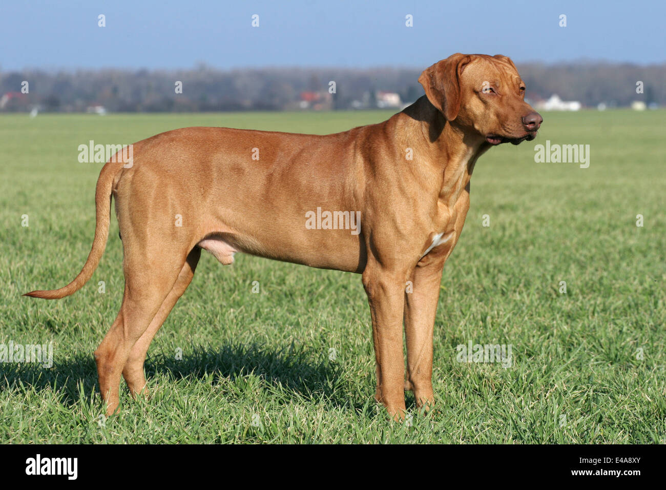 Rhodesian Ridgeback Livernose Stock Photo - Alamy