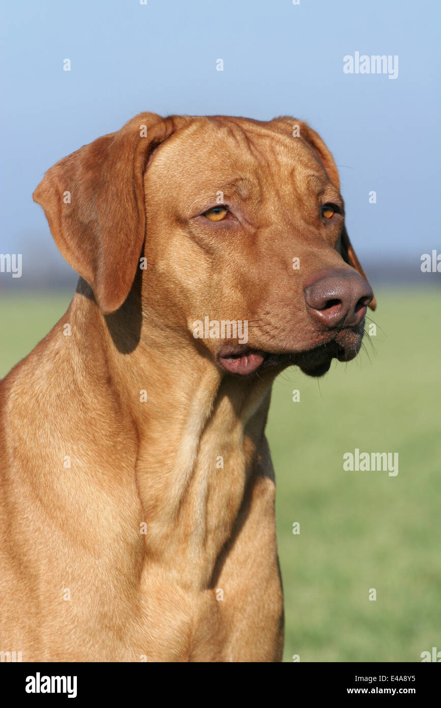 Rhodesian Ridgeback Livernose Stock Photo - Alamy