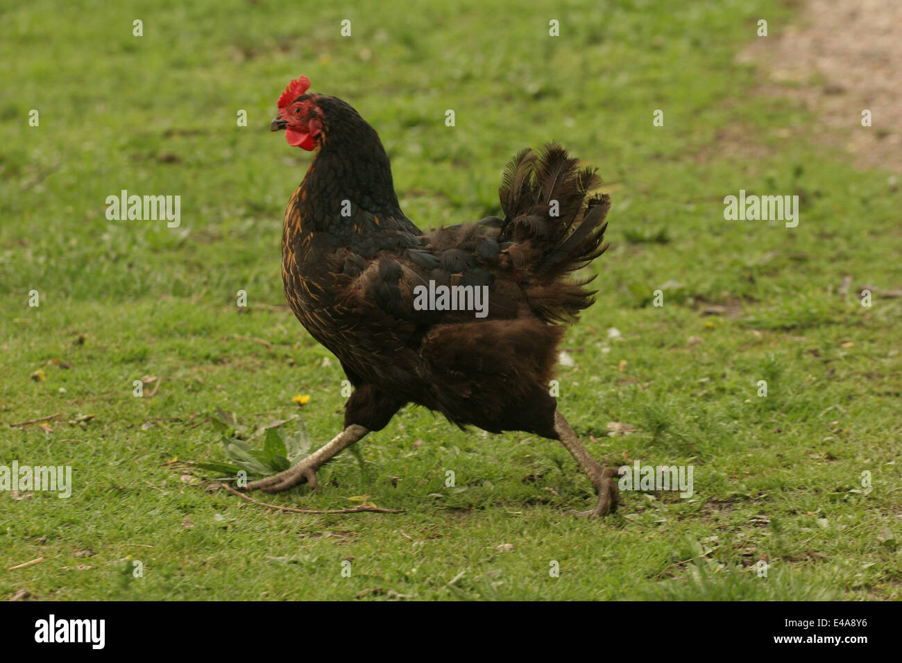 Chicken profile hi-res stock photography and images - Alamy