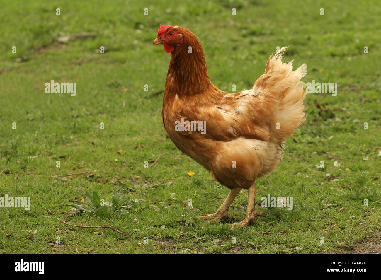 Chicken profile hi-res stock photography and images - Alamy
