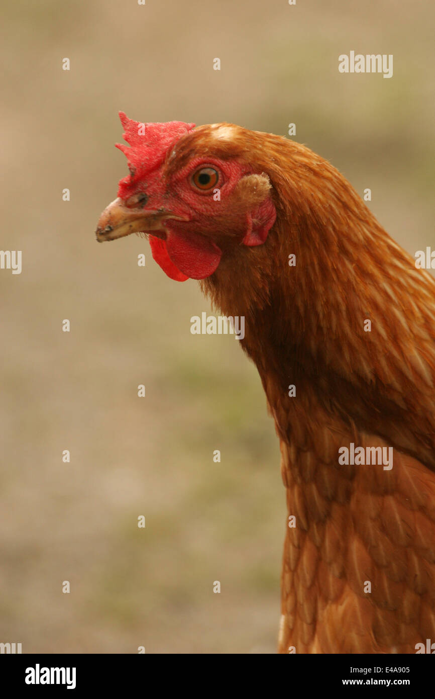 Chicken profile hi-res stock photography and images - Alamy