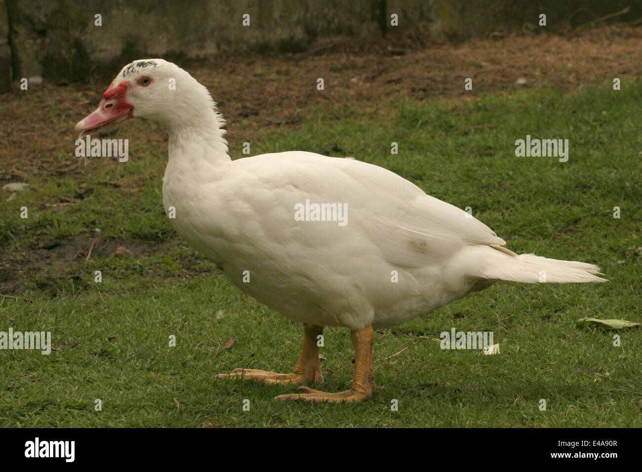 Duck side profile hi-res stock photography and images - Alamy