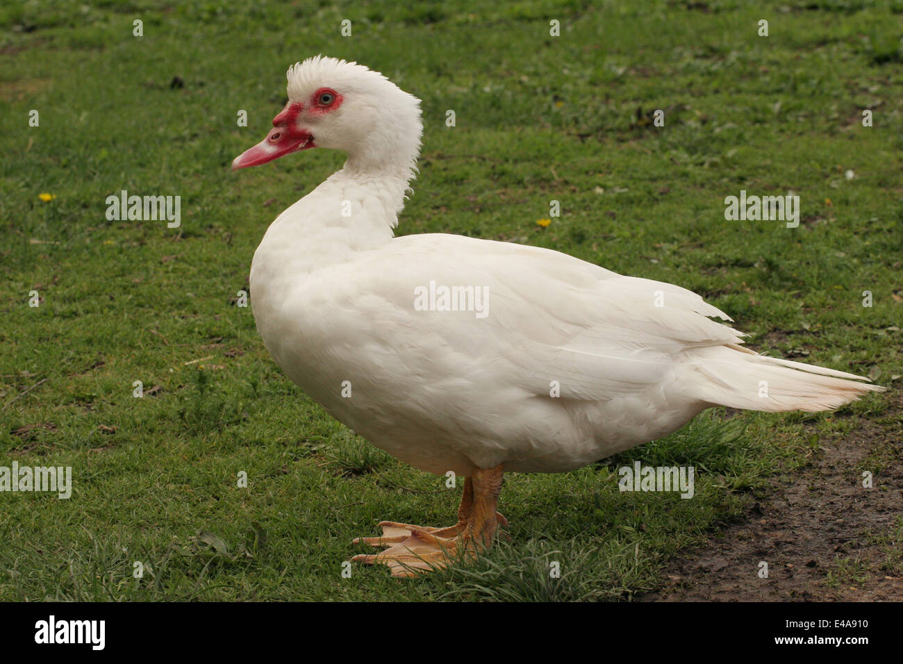 Duck side profile hi-res stock photography and images - Alamy