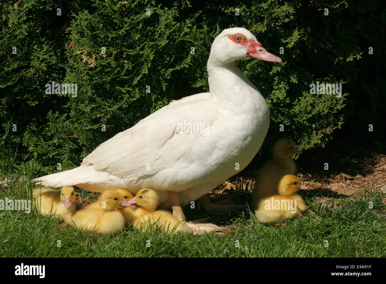 Group duck hi-res stock photography and images - Alamy