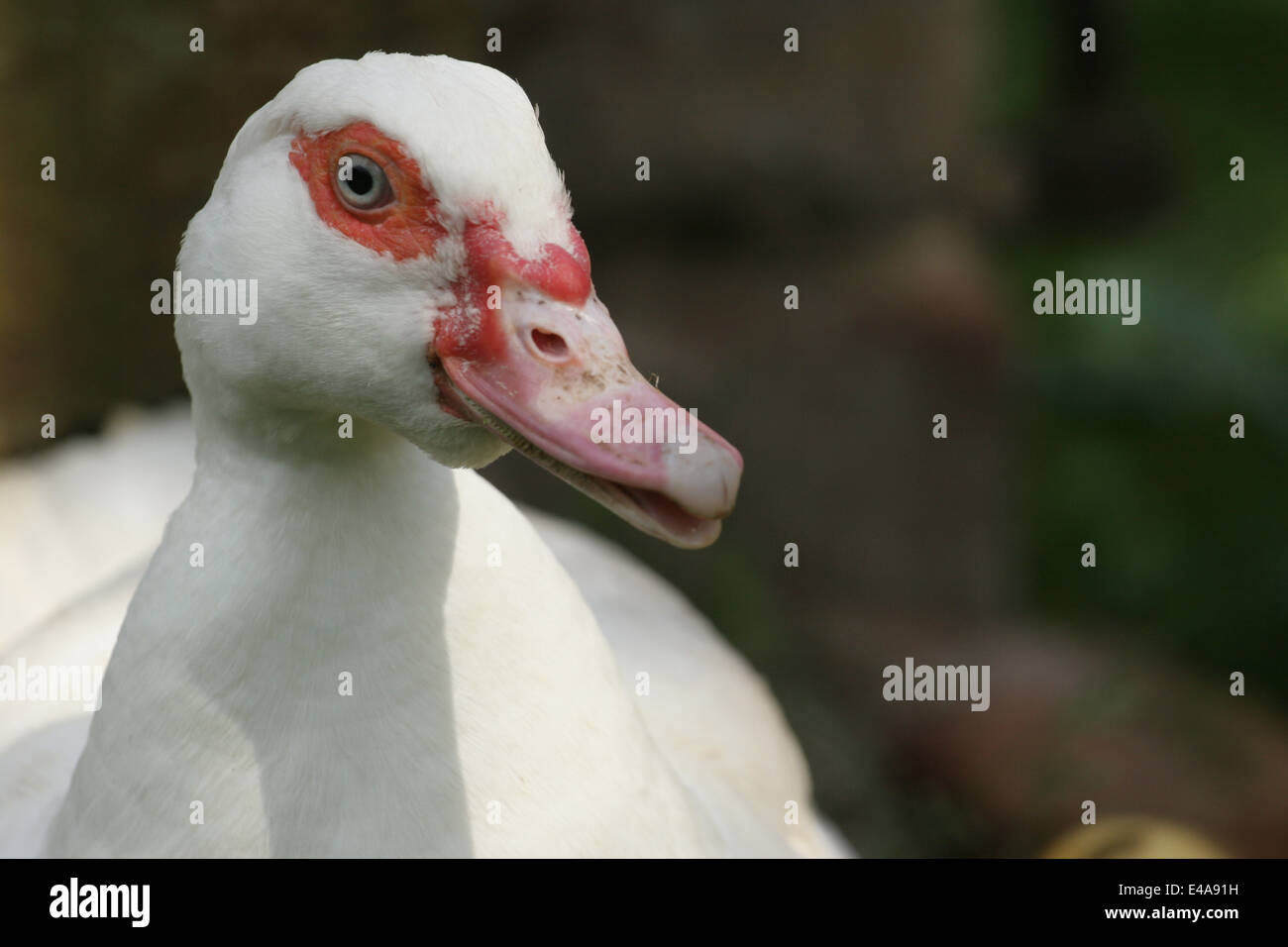 Adult duck hi-res stock photography and images - Alamy