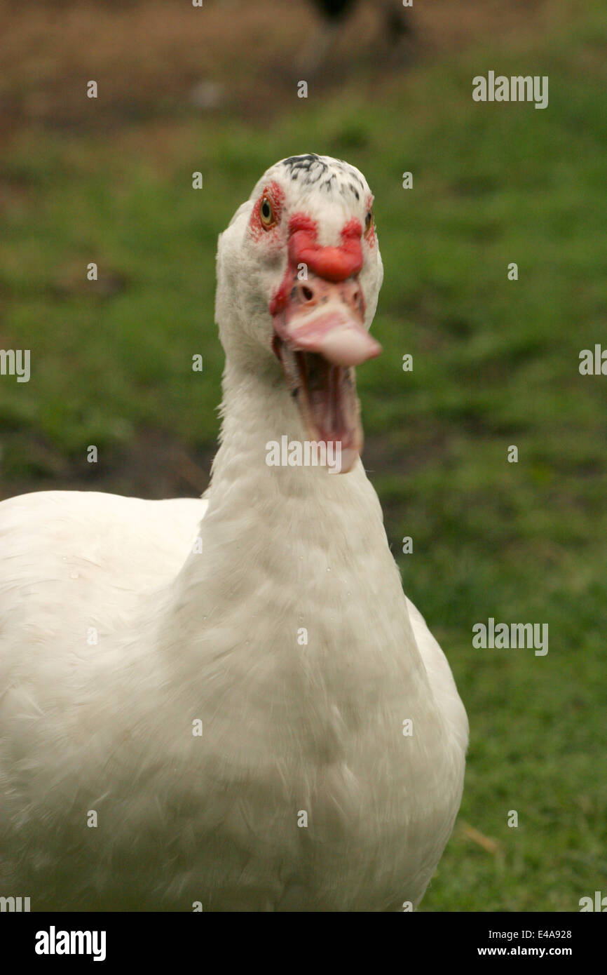 Adult ducks hi-res stock photography and images - Alamy
