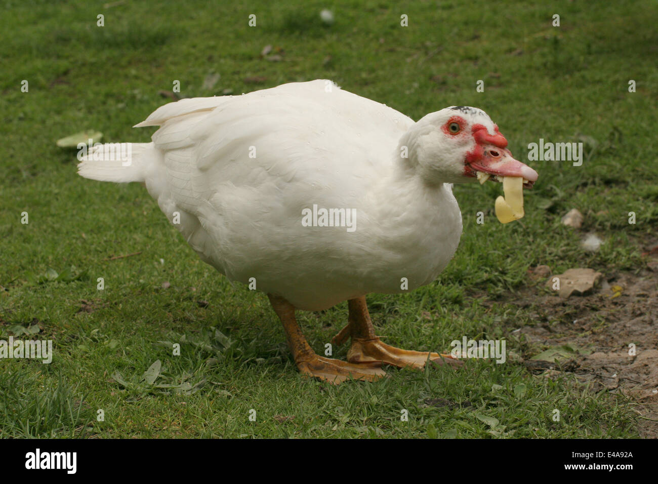 Adult duck hi-res stock photography and images - Alamy