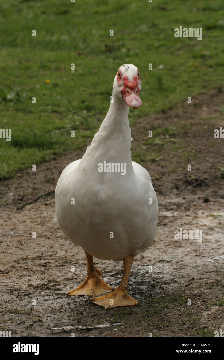 Adult duck hi-res stock photography and images - Alamy