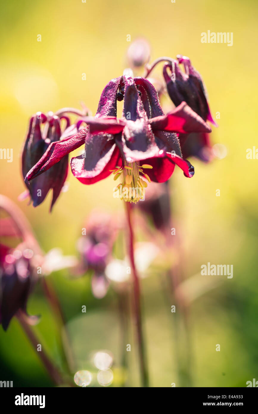 Germany, Bavaria, Common columbine, Aquilegia vulgaris, red Stock Photo ...