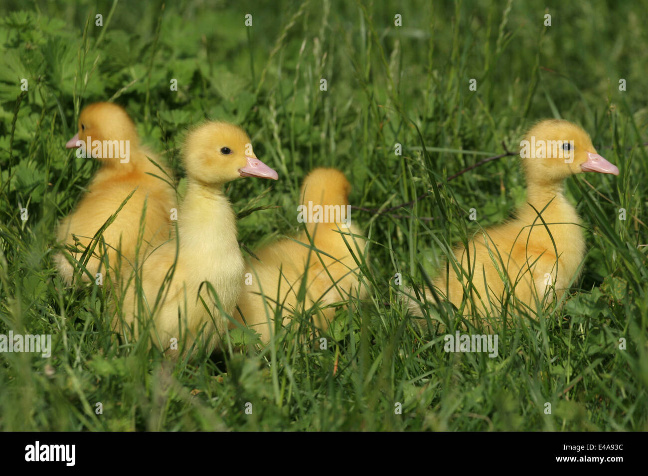 Fledgling hi-res stock photography and images - Alamy