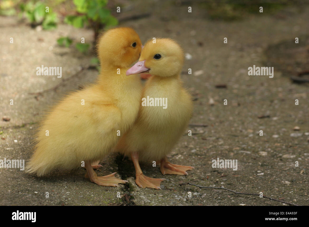 Fledgling hi-res stock photography and images - Alamy