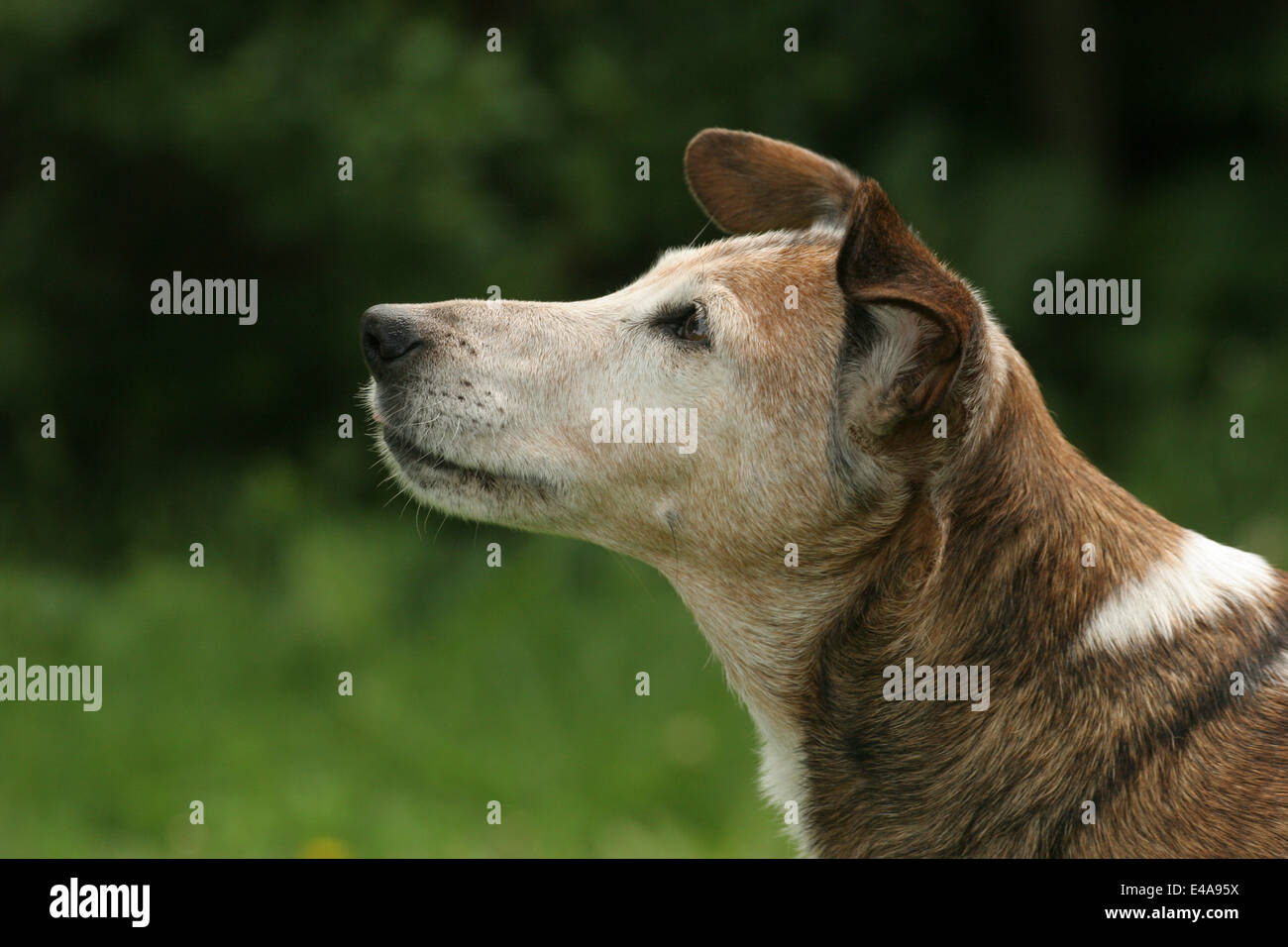 Canine crossbreed hi-res stock photography and images - Alamy