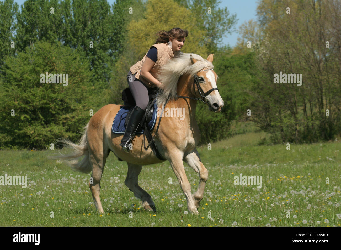 Rider haflinger hi-res stock photography and images - Alamy