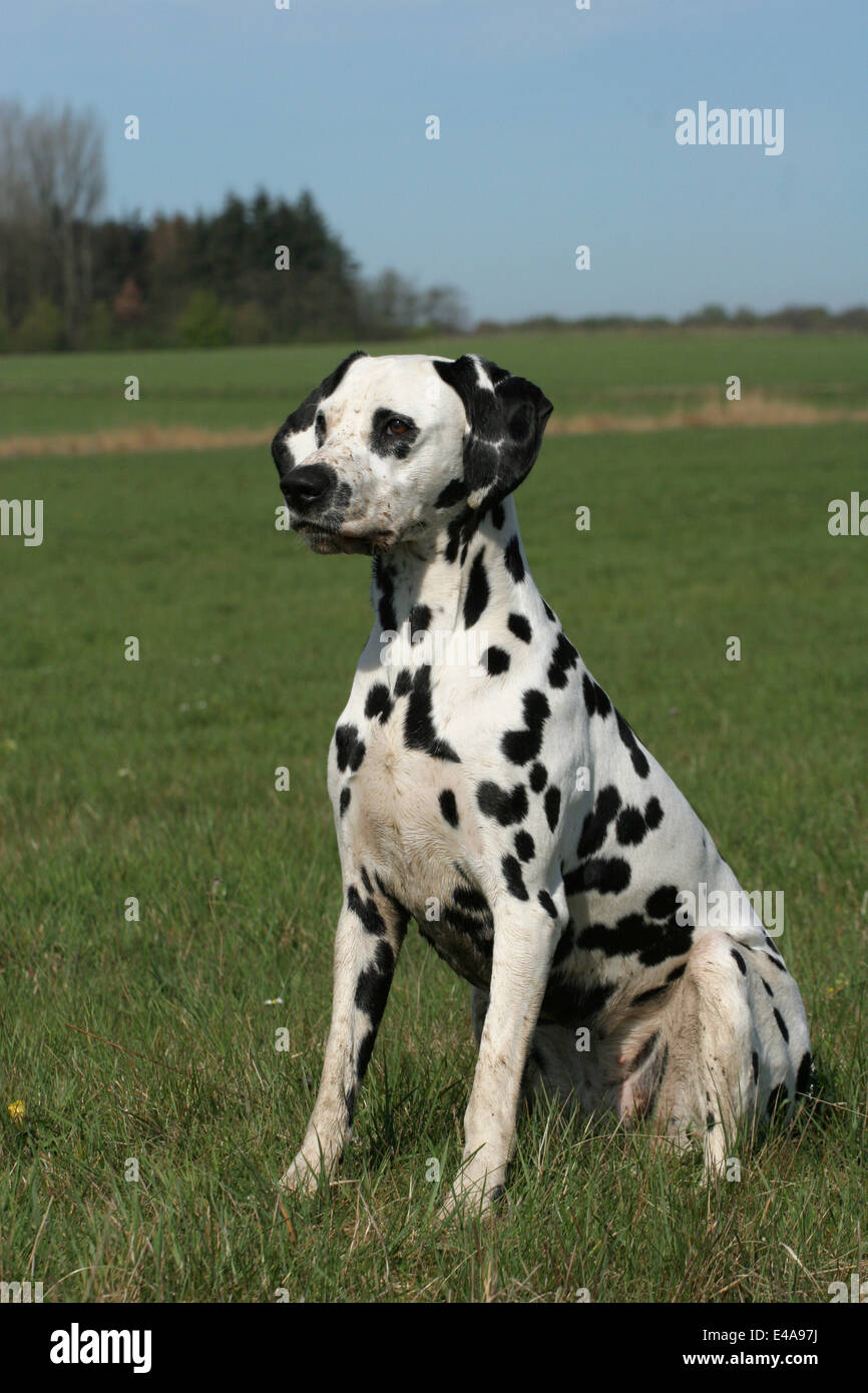 Spotty dalmatians dalmatian dogs dog hi-res stock photography and ...