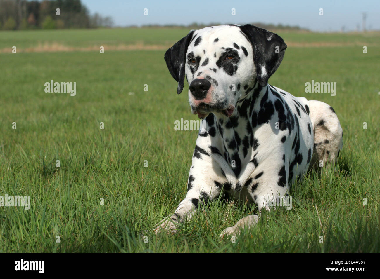 Spotty dalmatians dalmatian dogs dog hi-res stock photography and ...