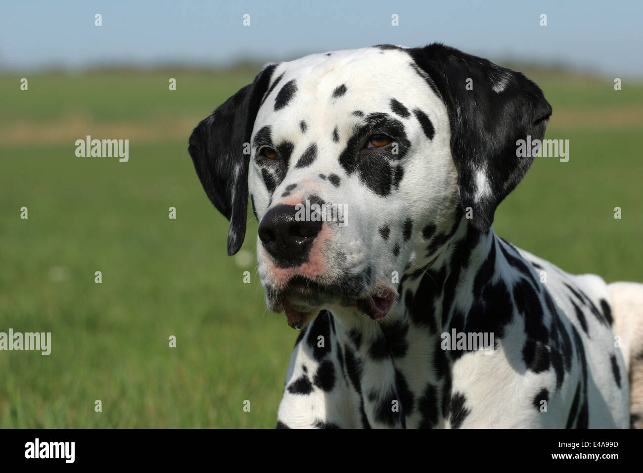 Dalmatians head hi-res stock photography and images - Alamy