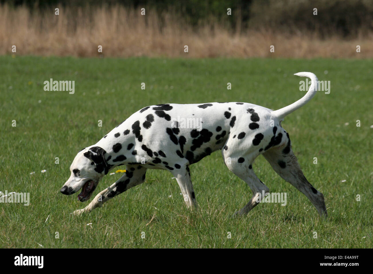 Animal animals dalmatians walk dog hi-res stock photography and images ...