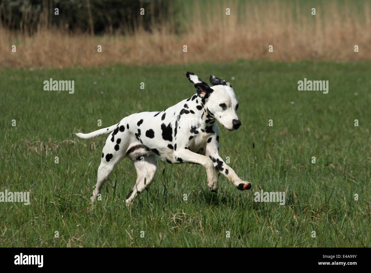 Dalmatian movement hi-res stock photography and images - Alamy