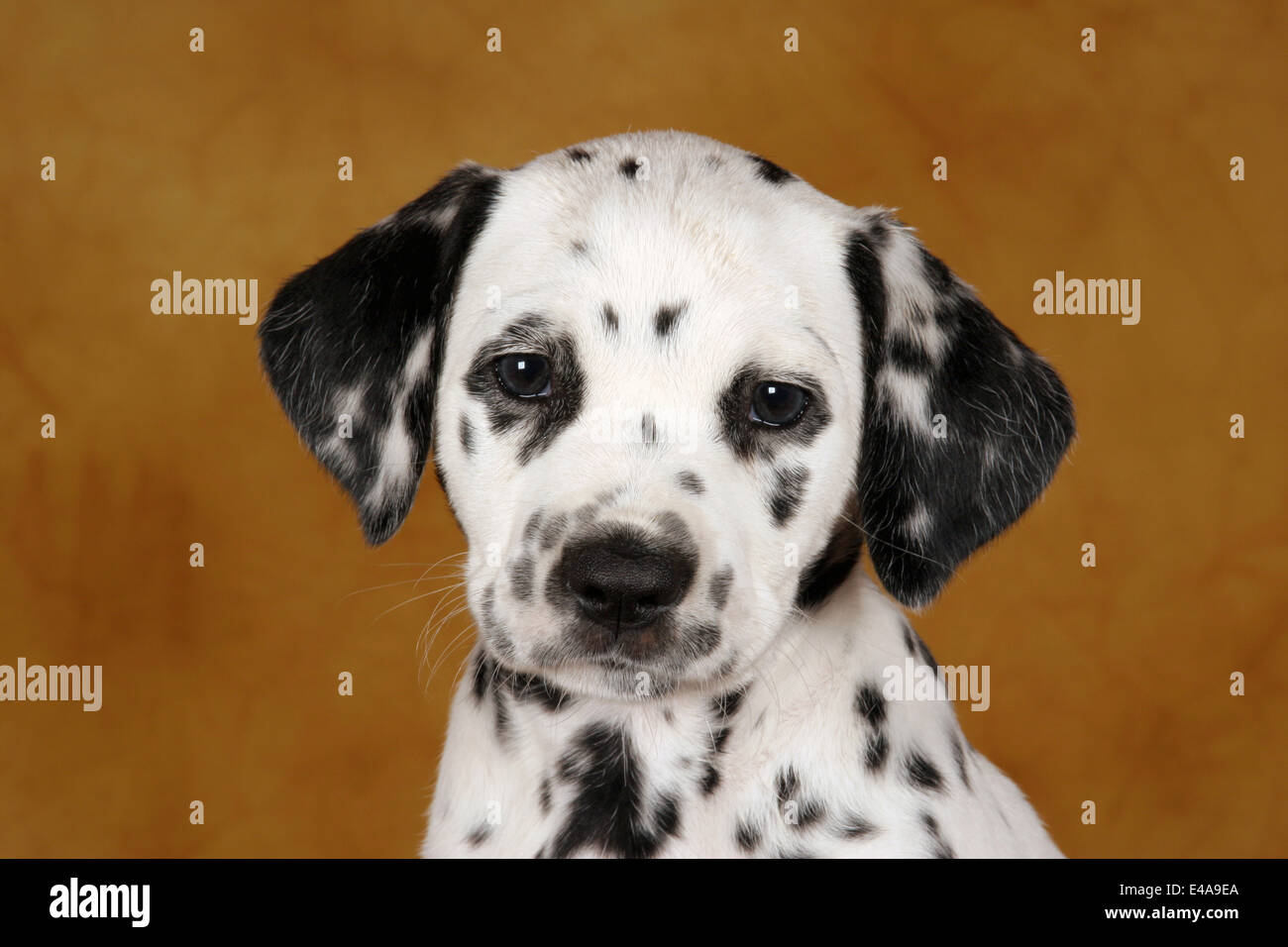 Spotty dalmatians dalmatian dogs dog hi-res stock photography and ...
