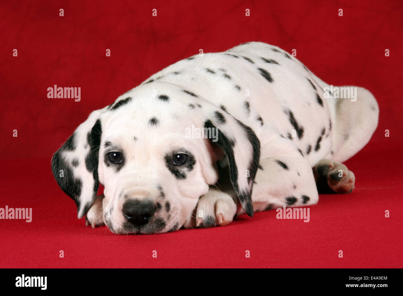 Dalmatian rests hi-res stock photography and images - Alamy
