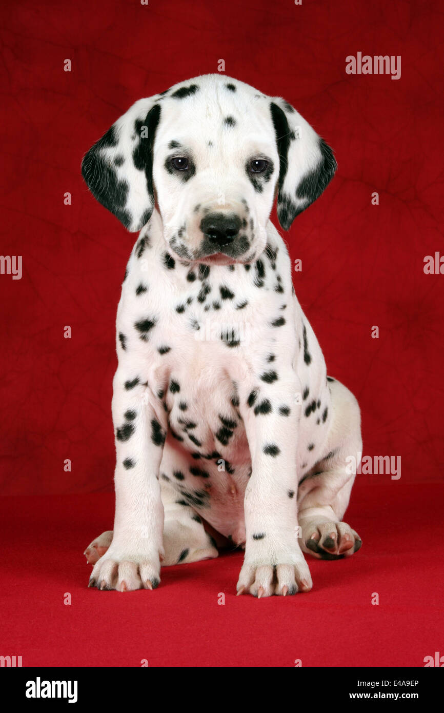 Spotty dalmatians dalmatian dogs dog hi-res stock photography and ...