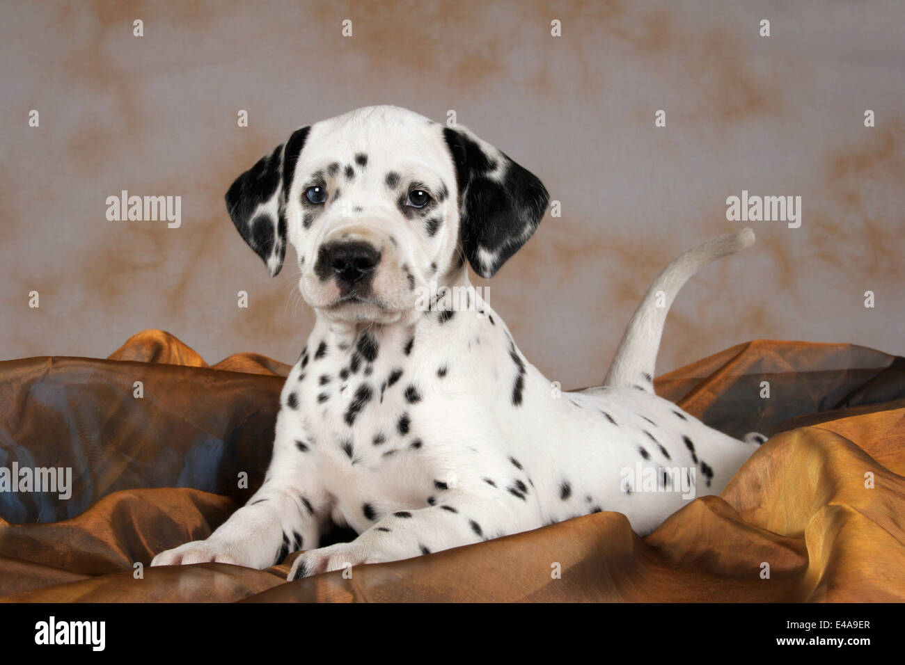 Dalmatian puppy hi-res stock photography and images - Alamy