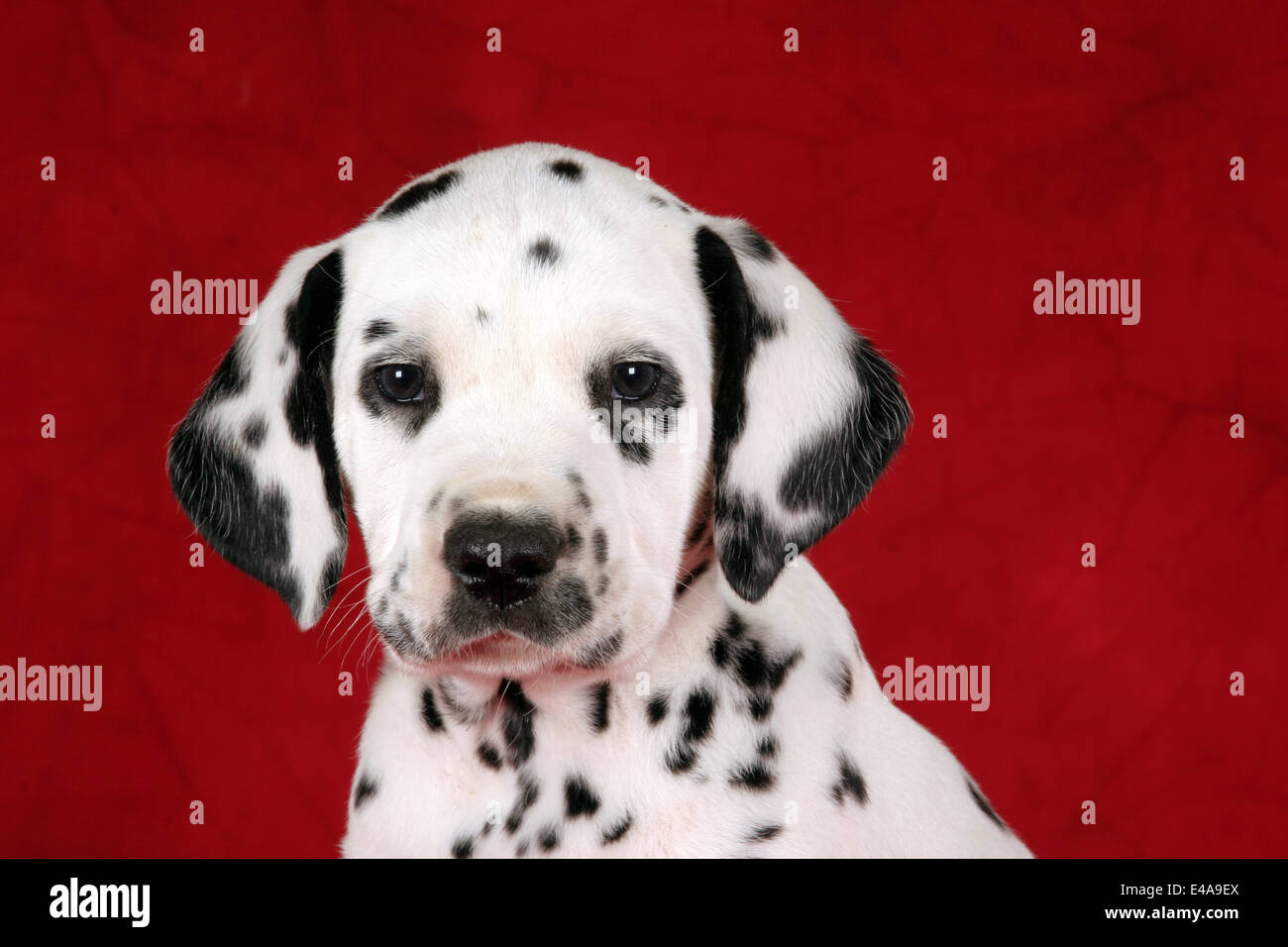 Dalmatian puppies hi-res stock photography and images - Alamy