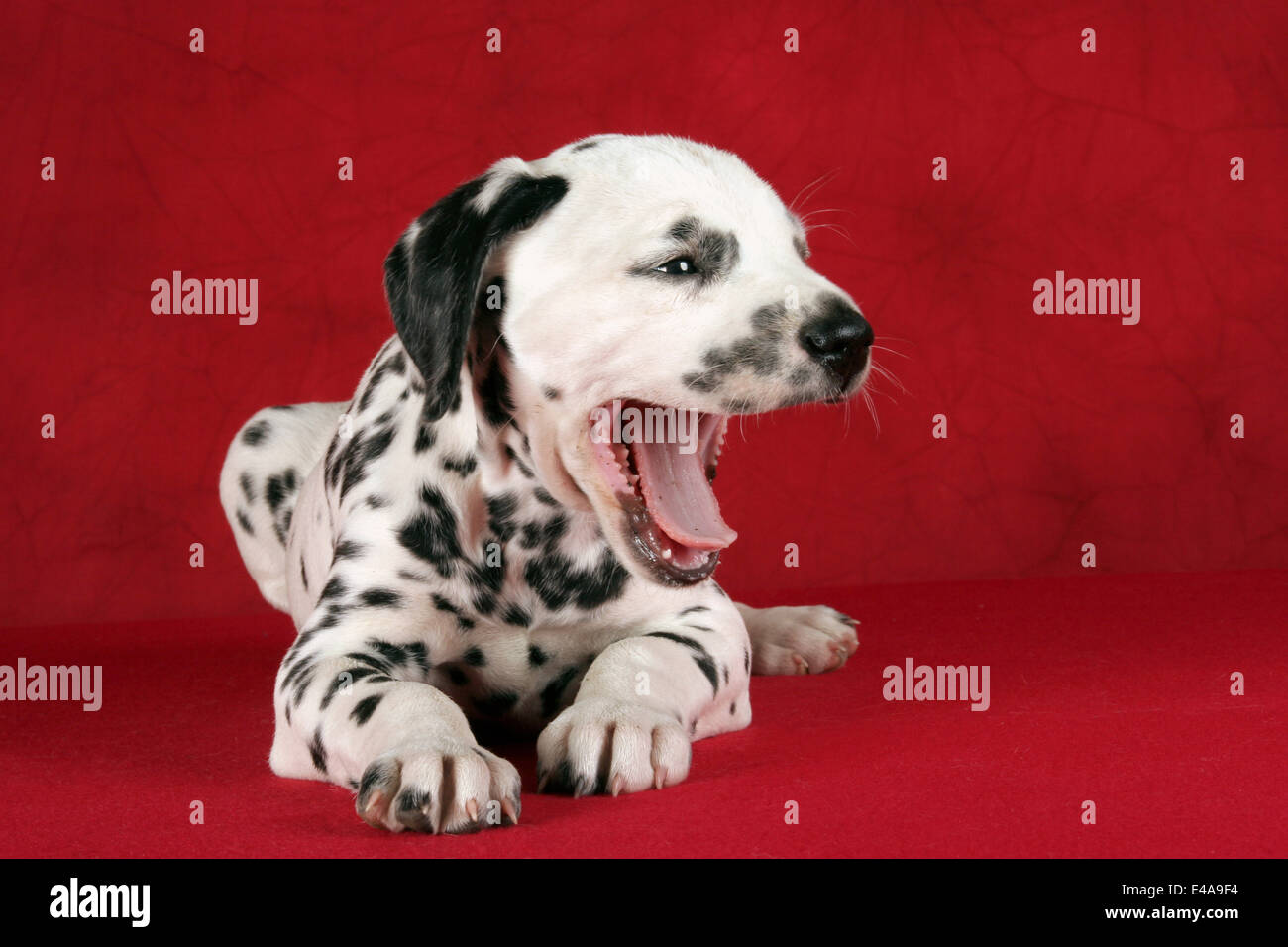 Dalmatian rests hi-res stock photography and images - Alamy