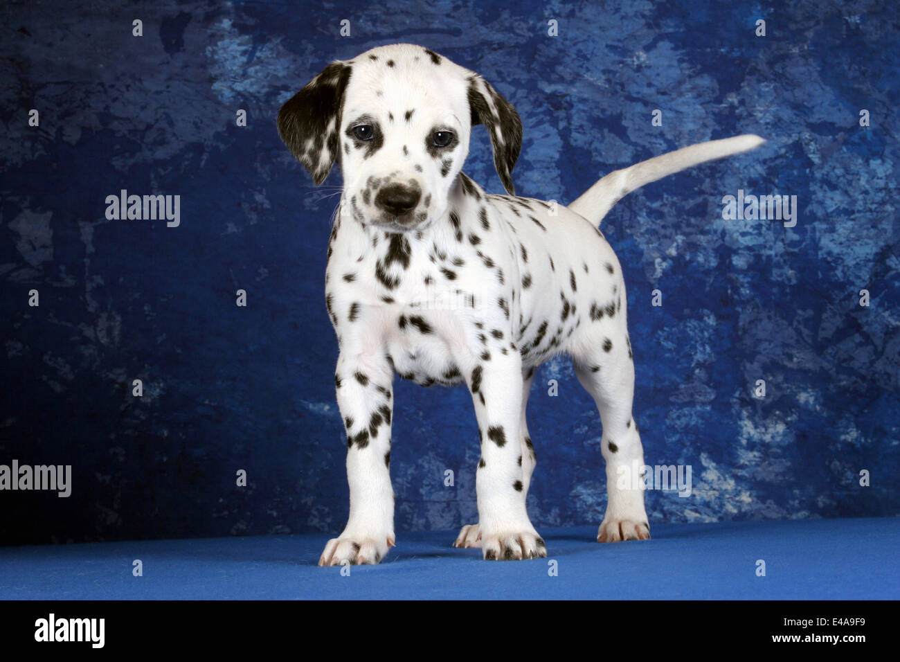 Spotty dalmatians dalmatian dogs dog hi-res stock photography and ...