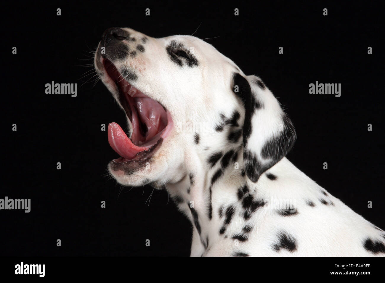 Portrait dog dalmatian side view hi-res stock photography and images ...