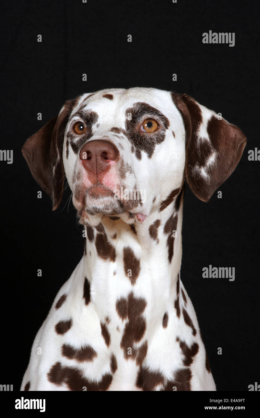 Dalmatians head hi-res stock photography and images - Alamy