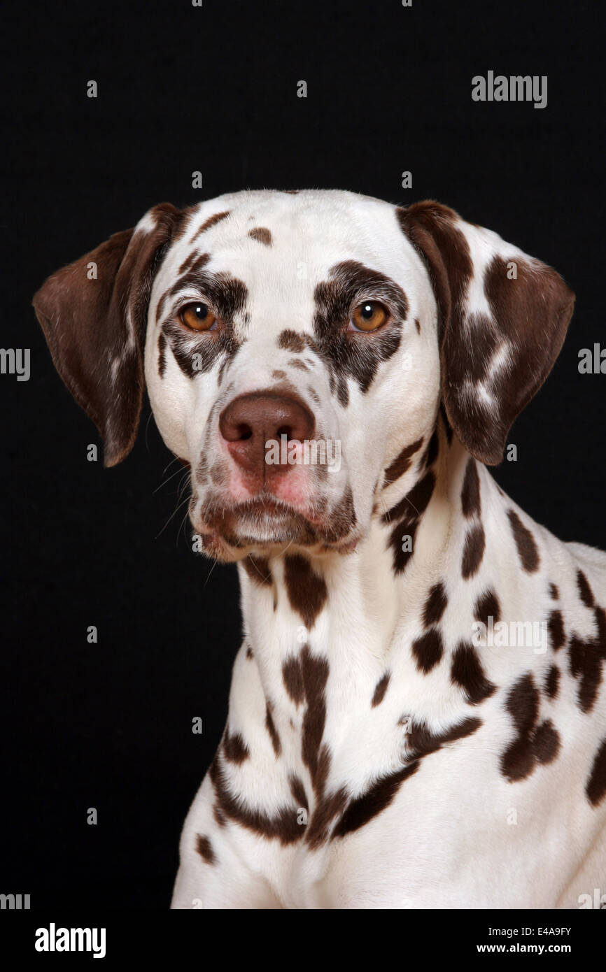Dalmatian dog brown spots hi-res stock photography and images - Alamy