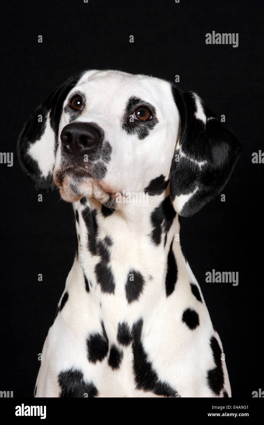 Dalmatians head hi-res stock photography and images - Alamy