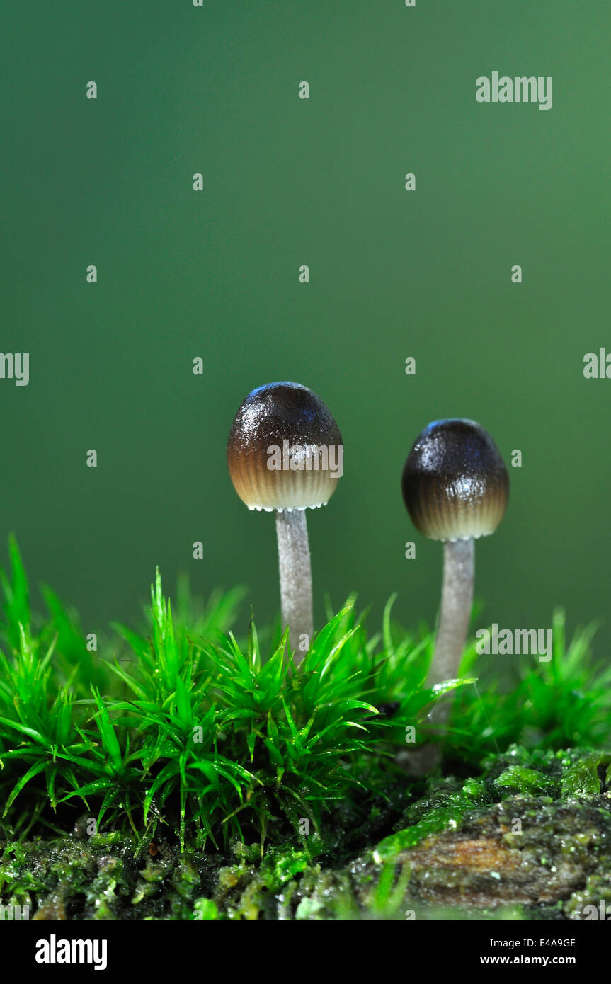 Toadstools hi-res stock photography and images - Alamy