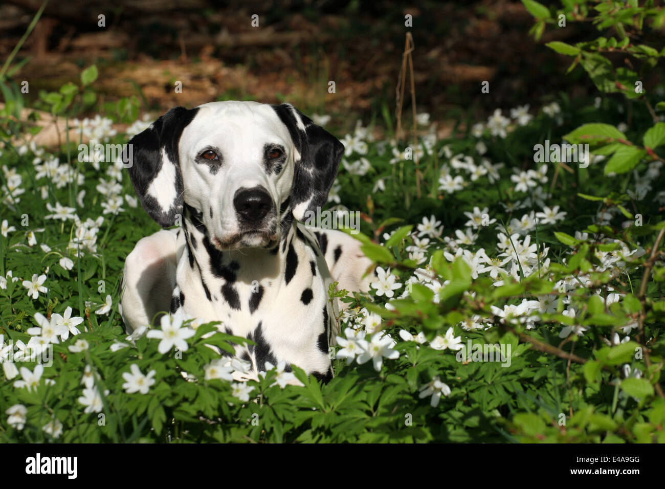 Dalmatian in flower field Stock Photo - Alamy