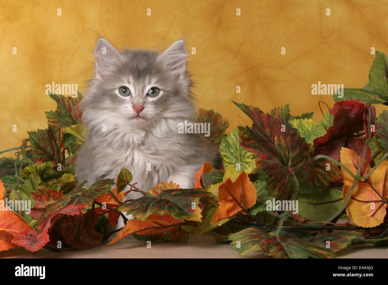 Norwegian Forest Cat Kitten Stock Photo - Alamy