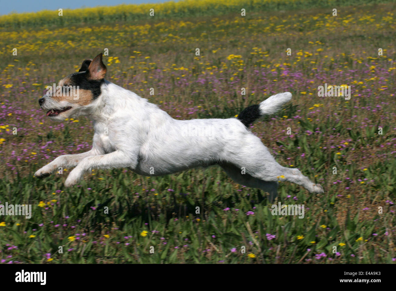 running Parson Russell Terrier Stock Photo - Alamy