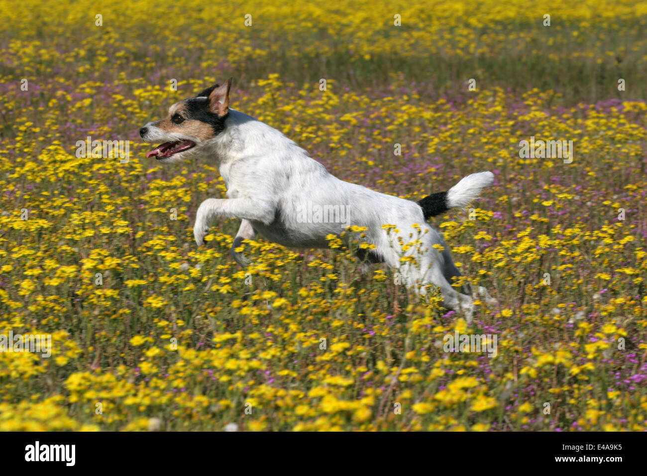 running Parson Russell Terrier Stock Photo - Alamy